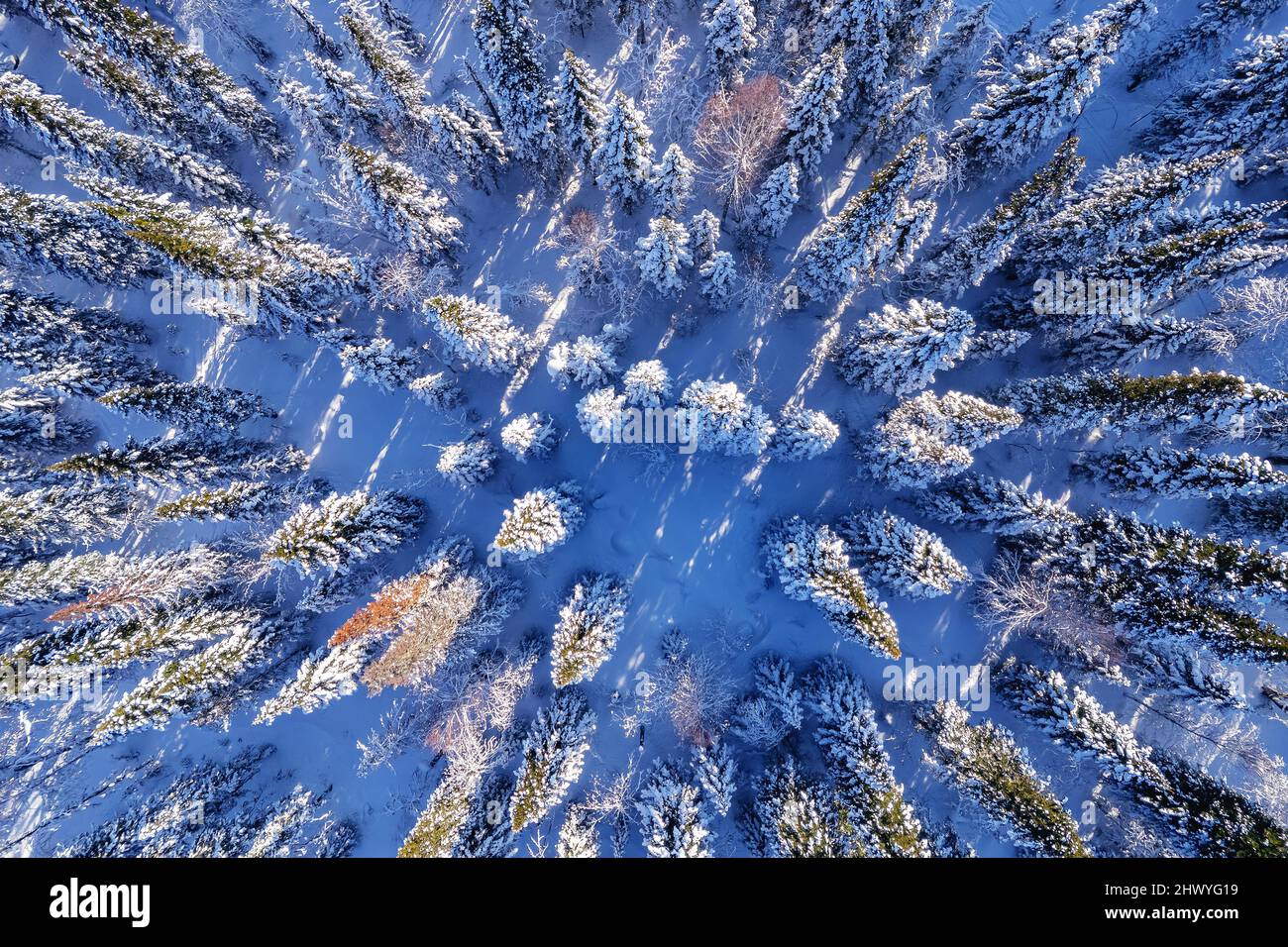 Top view Beautiful sparse winter forest in snow, aerial photo Stock ...