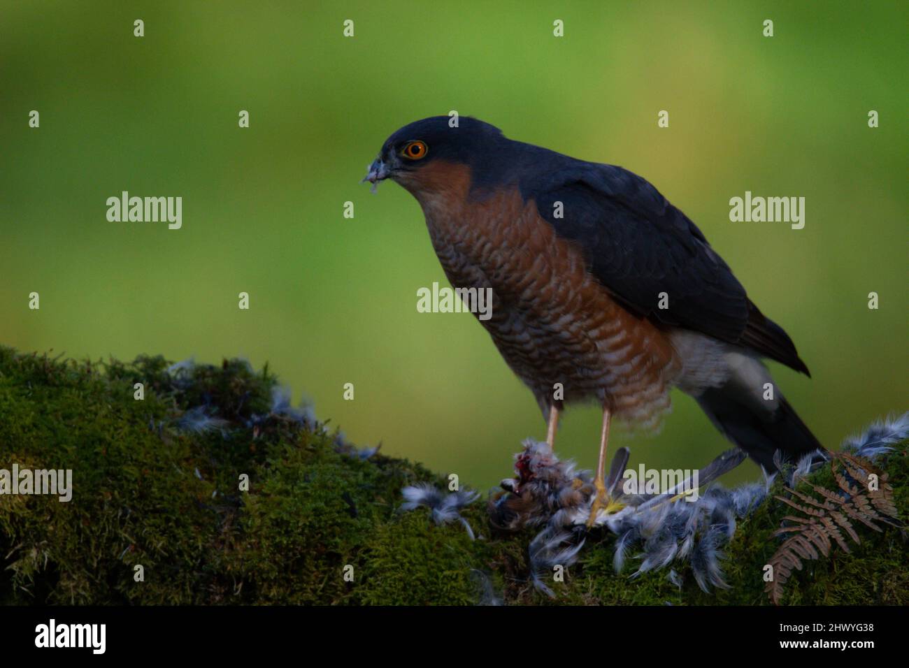 Bird of Prey - Sparrowhawk (Accipiter nisus), also known as the ...
