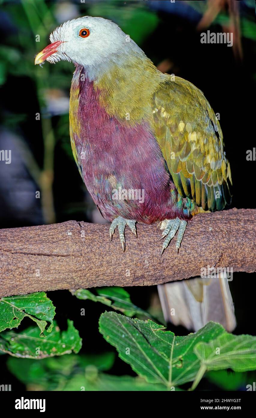 Wompoo Fruit Dove
