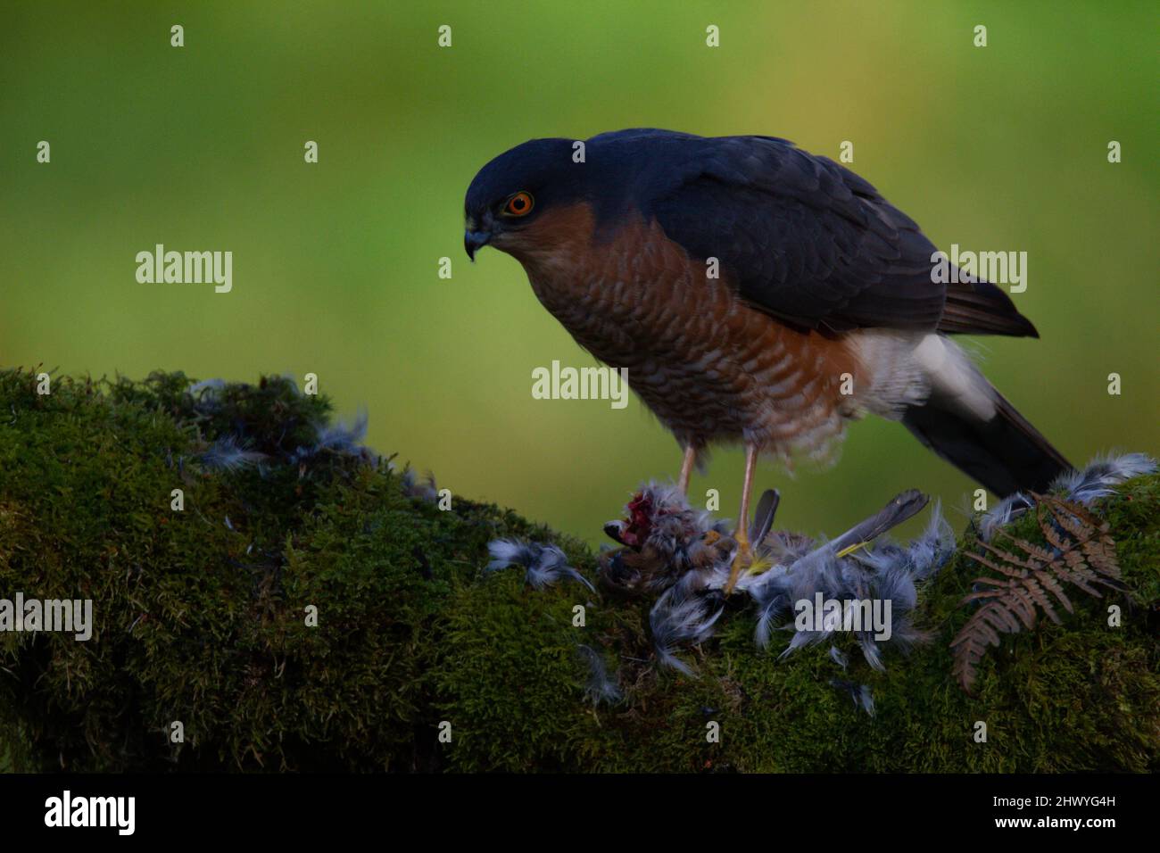 Bird of Prey - Sparrowhawk (Accipiter nisus), also known as the ...
