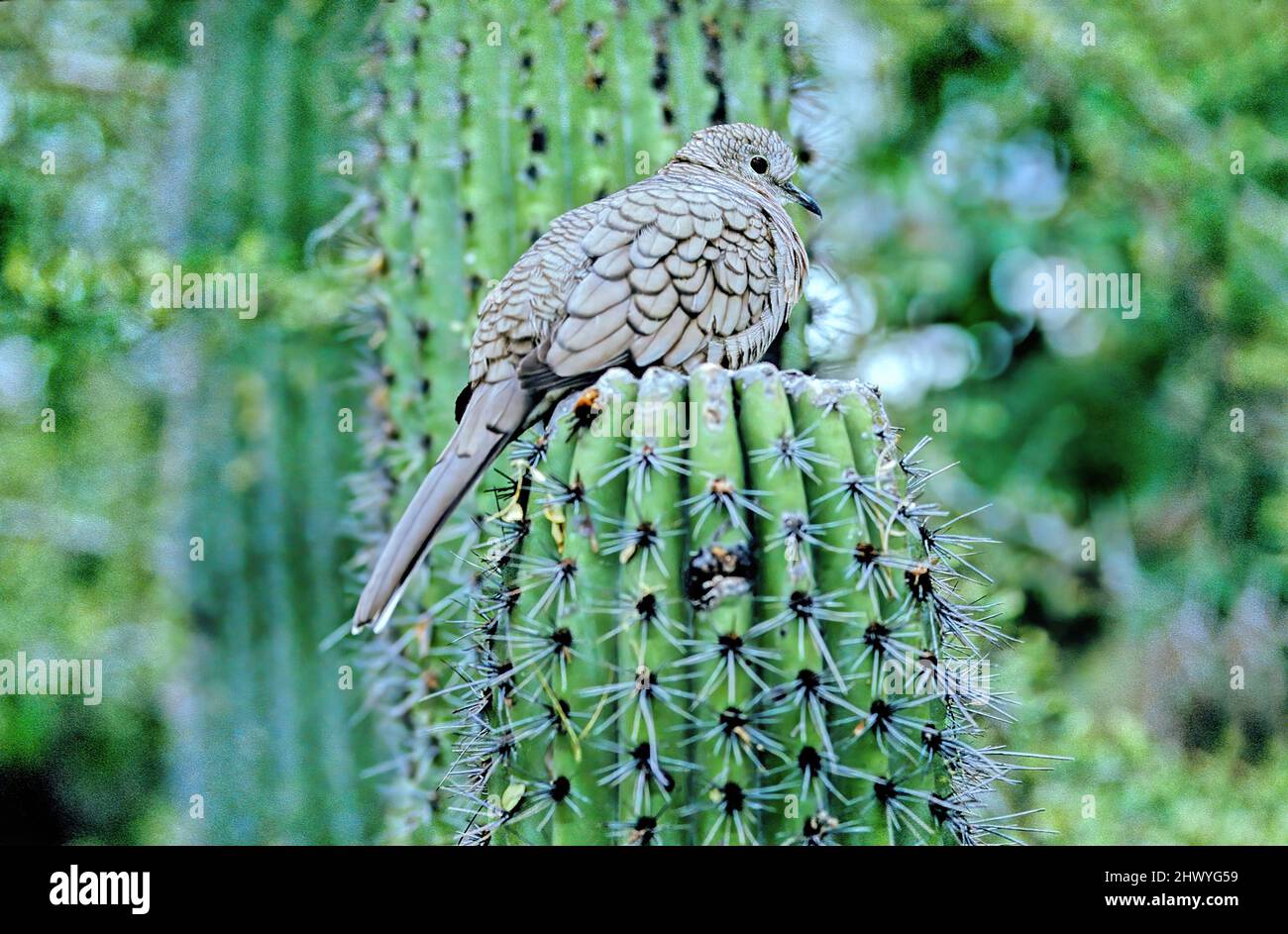 The Inca dove or Mexican dove (Columbina inca) is a small New World ...