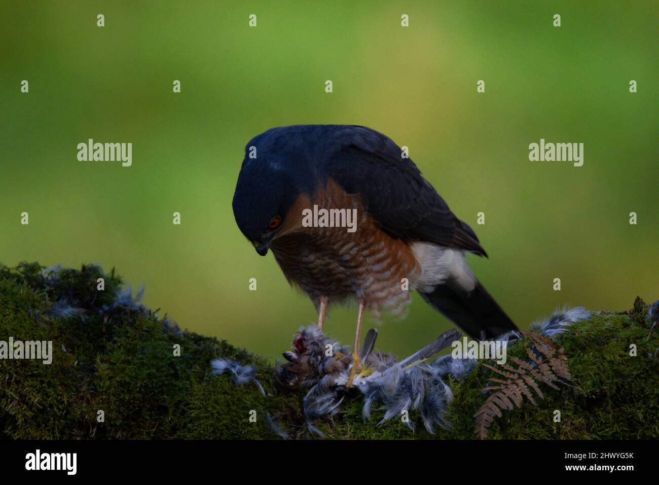 Bird of Prey - Sparrowhawk (Accipiter nisus), also known as the ...