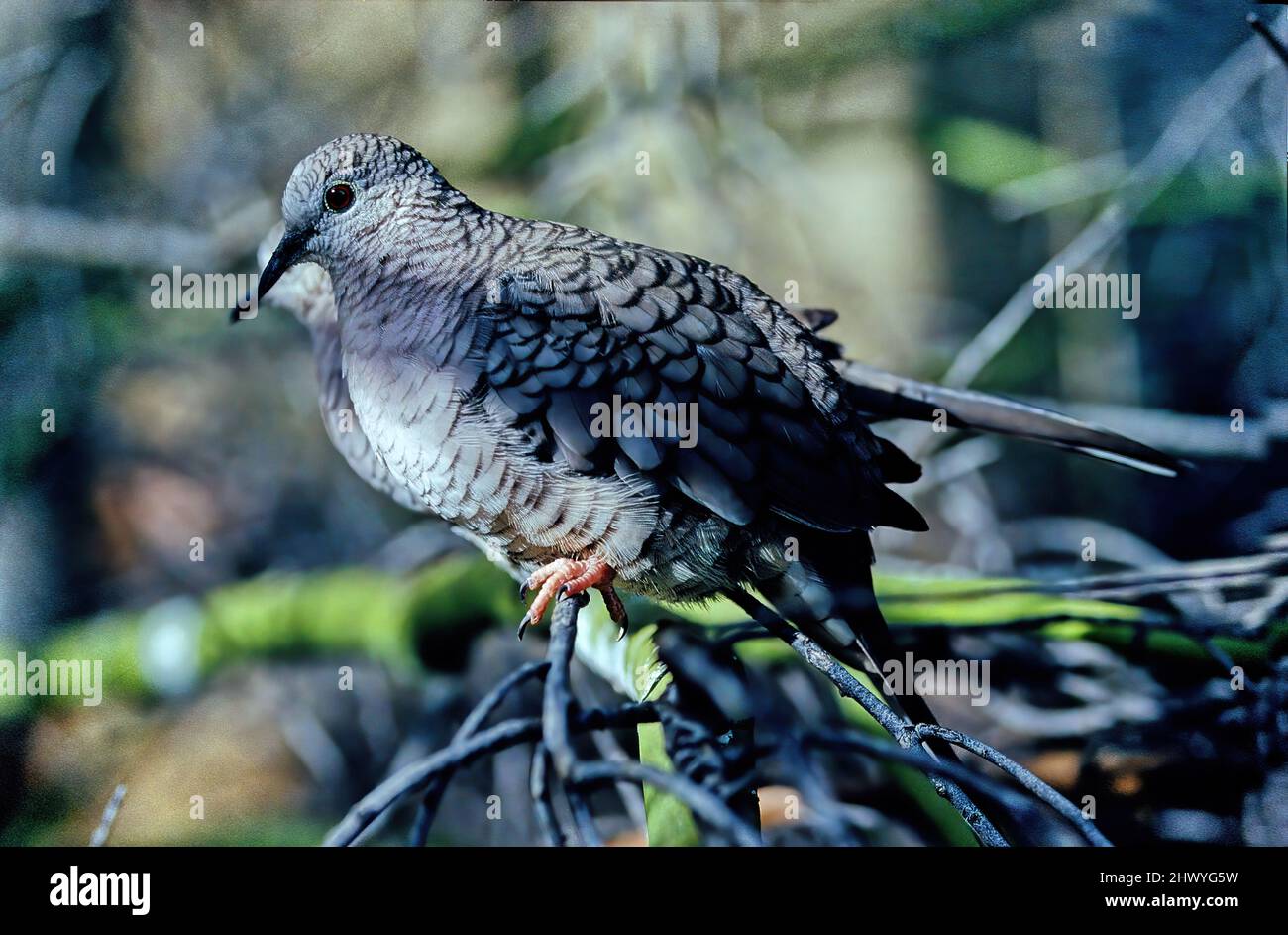 The Inca dove or Mexican dove (Columbina inca) is a small New World ...