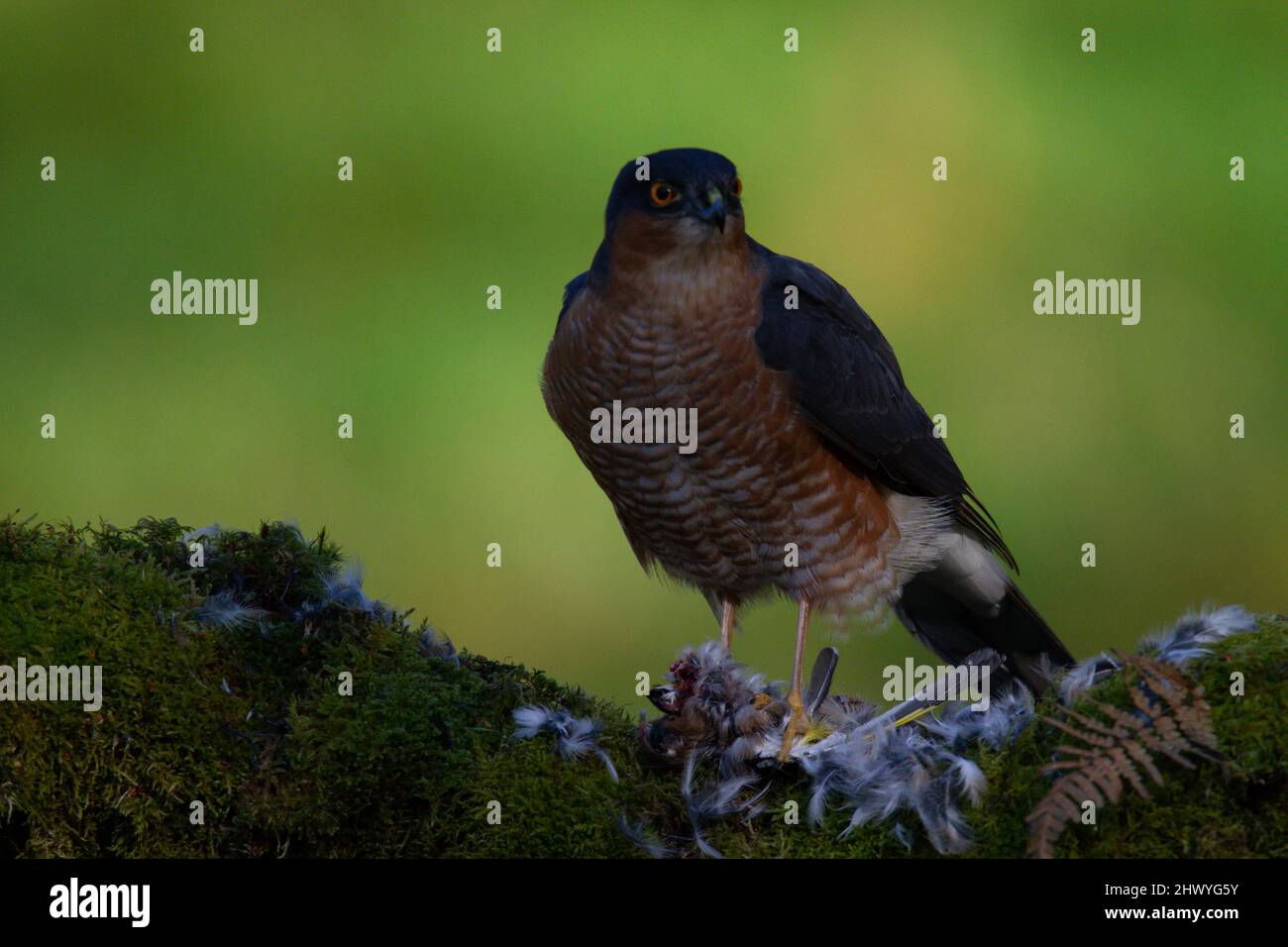 Bird of Prey - Sparrowhawk (Accipiter nisus), also known as the ...