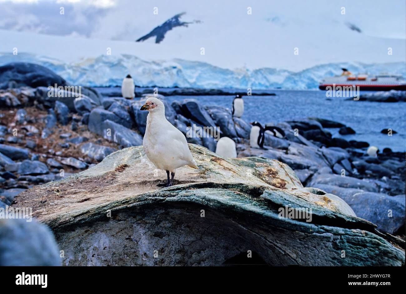 The snowy sheathbill (Chionis albus), also known as the greater ...