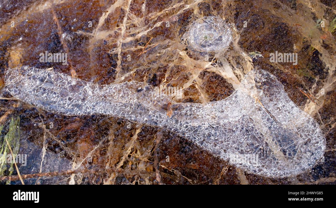Geometry of the ice surface in swamp waters, Kemeri National Park ...