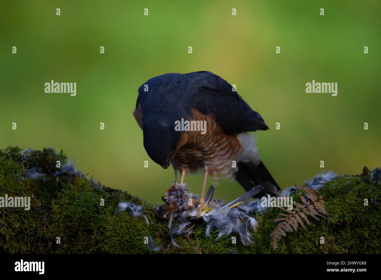 Bird of Prey - Sparrowhawk (Accipiter nisus), also known as the ...