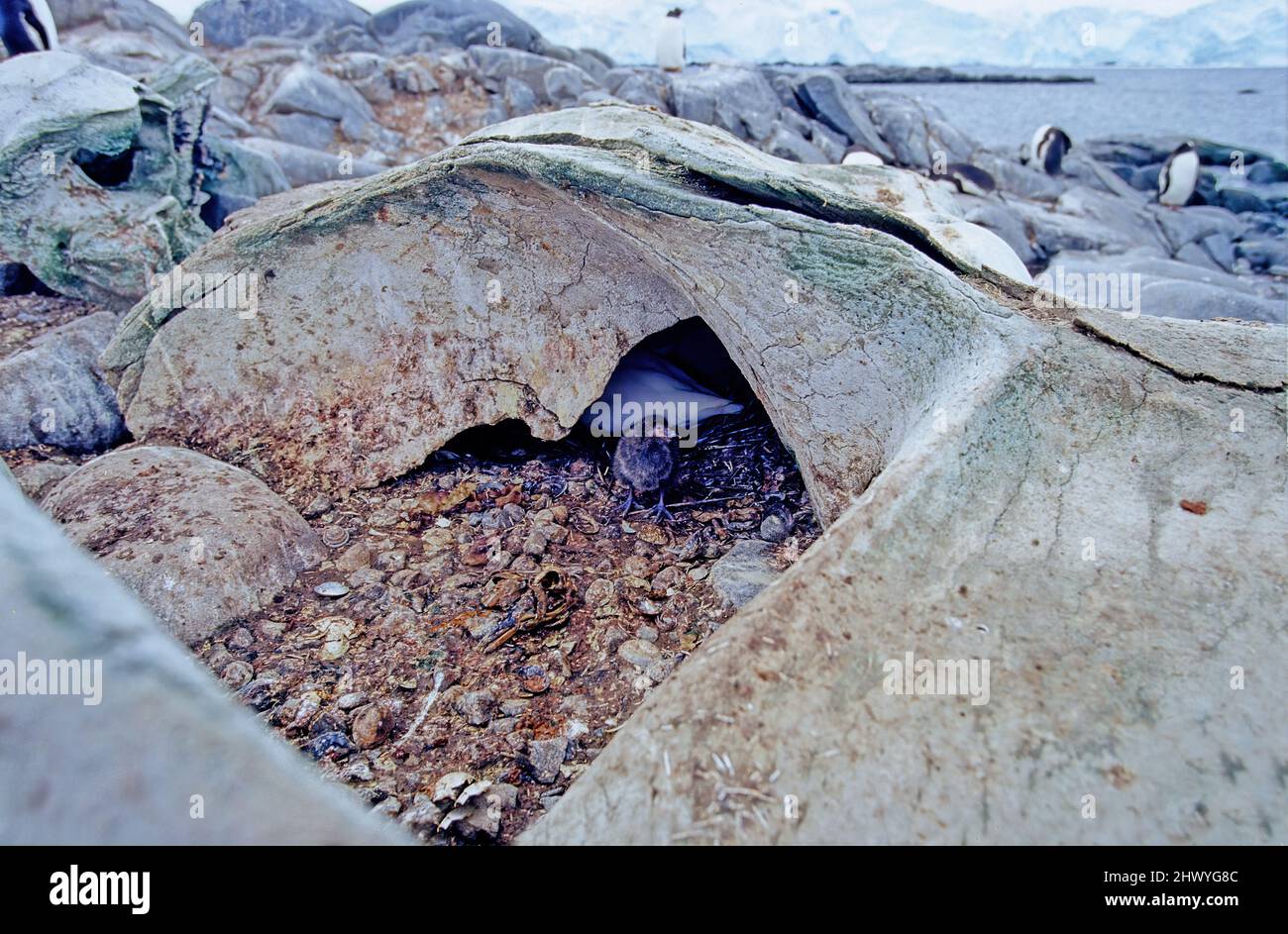 The snowy sheathbill (Chionis albus), also known as the greater ...