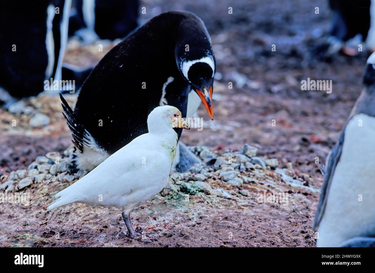 The snowy sheathbill (Chionis albus), also known as the greater ...