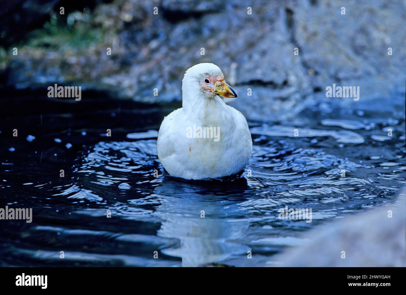 The snowy sheathbill (Chionis albus), also known as the greater ...