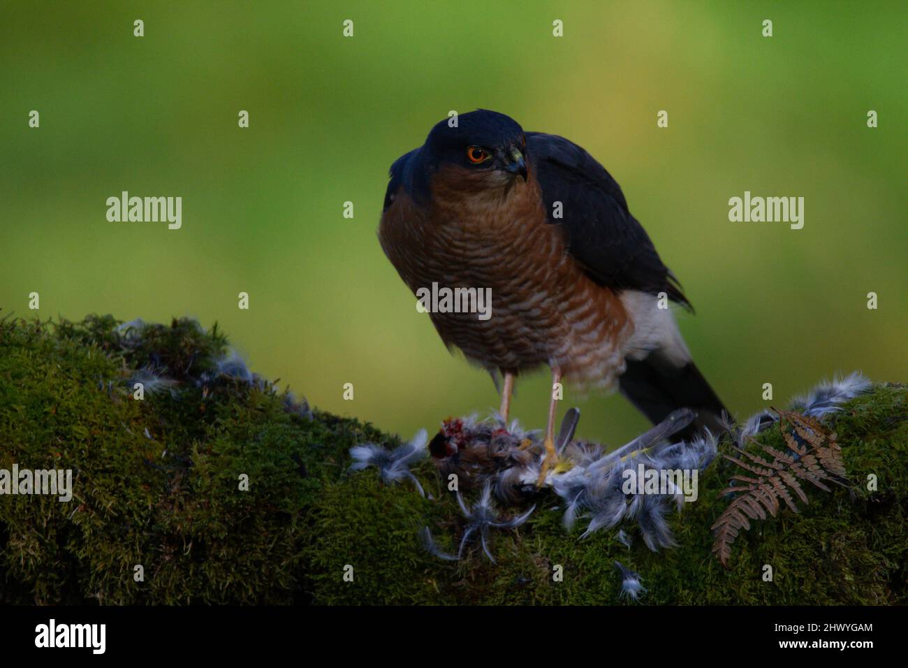 Bird of Prey - Sparrowhawk (Accipiter nisus), also known as the ...