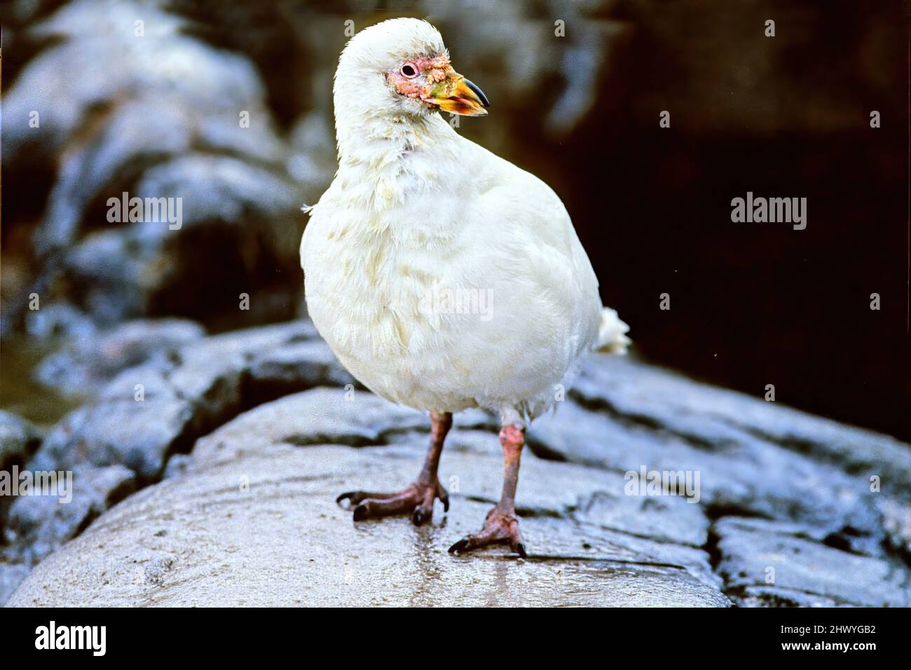 The snowy sheathbill (Chionis albus), also known as the greater ...
