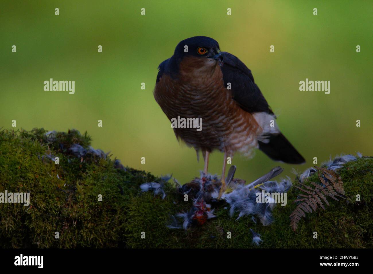 Bird of Prey - Sparrowhawk (Accipiter nisus), also known as the ...