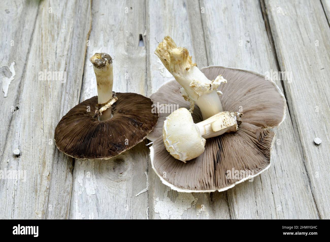 Agrocybe praecox, Spring Fieldcap mushroom image in studio Stock Photo ...