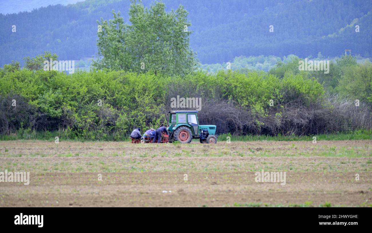 tractor and farmers on the field planting vegetables ,image Stock Photo ...