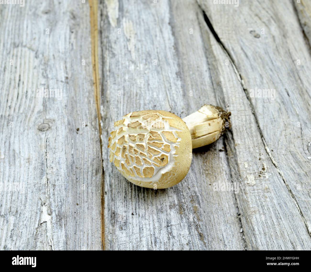 Agrocybe praecox, Spring Fieldcap mushroom image in studio Stock Photo ...