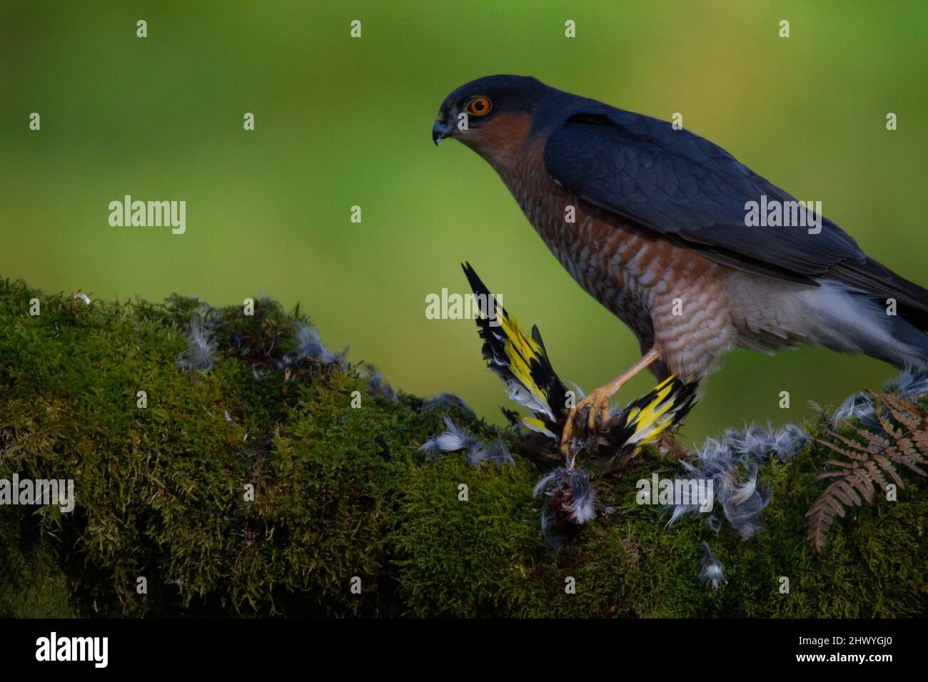 Bird of Prey - Sparrowhawk (Accipiter nisus), also known as the ...