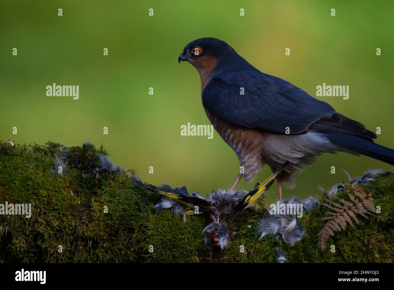 Bird of Prey - Sparrowhawk (Accipiter nisus), also known as the ...
