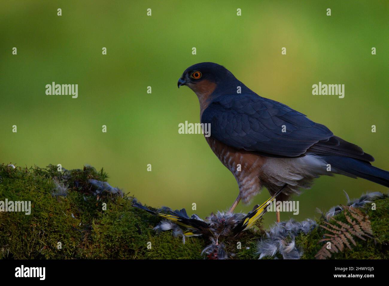 Bird of Prey - Sparrowhawk (Accipiter nisus), also known as the ...