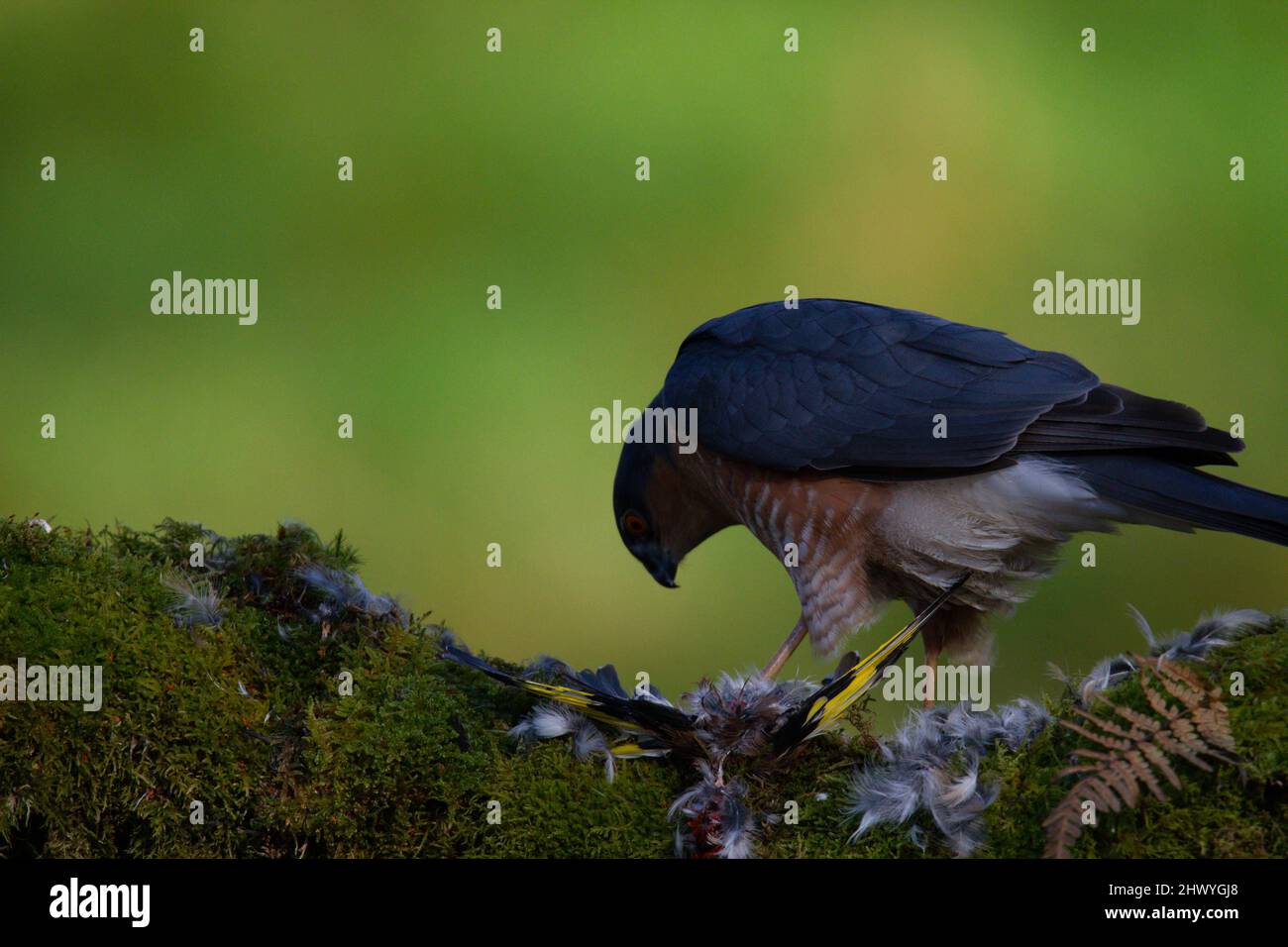 Bird of Prey - Sparrowhawk (Accipiter nisus), also known as the ...