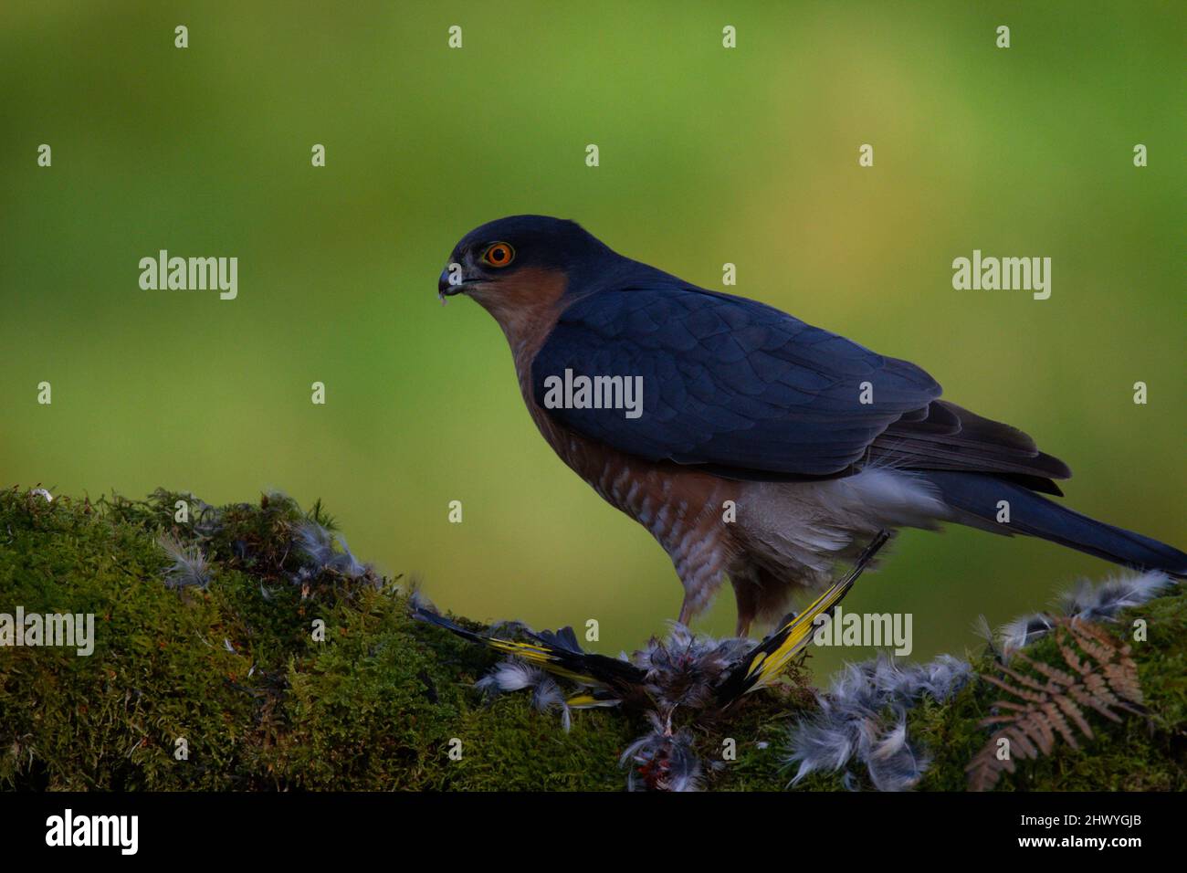 Bird of Prey - Sparrowhawk (Accipiter nisus), also known as the ...