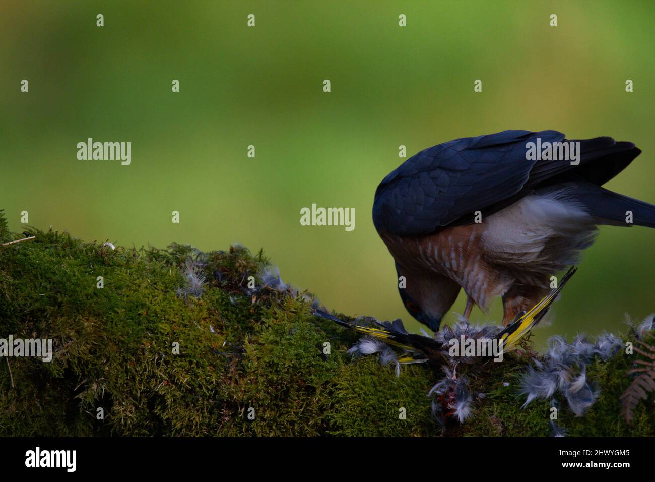 Bird of Prey - Sparrowhawk (Accipiter nisus), also known as the ...