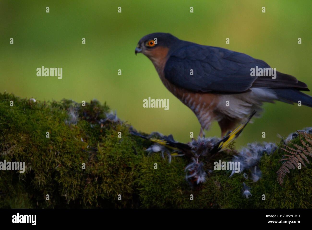 Bird of Prey - Sparrowhawk (Accipiter nisus), also known as the ...