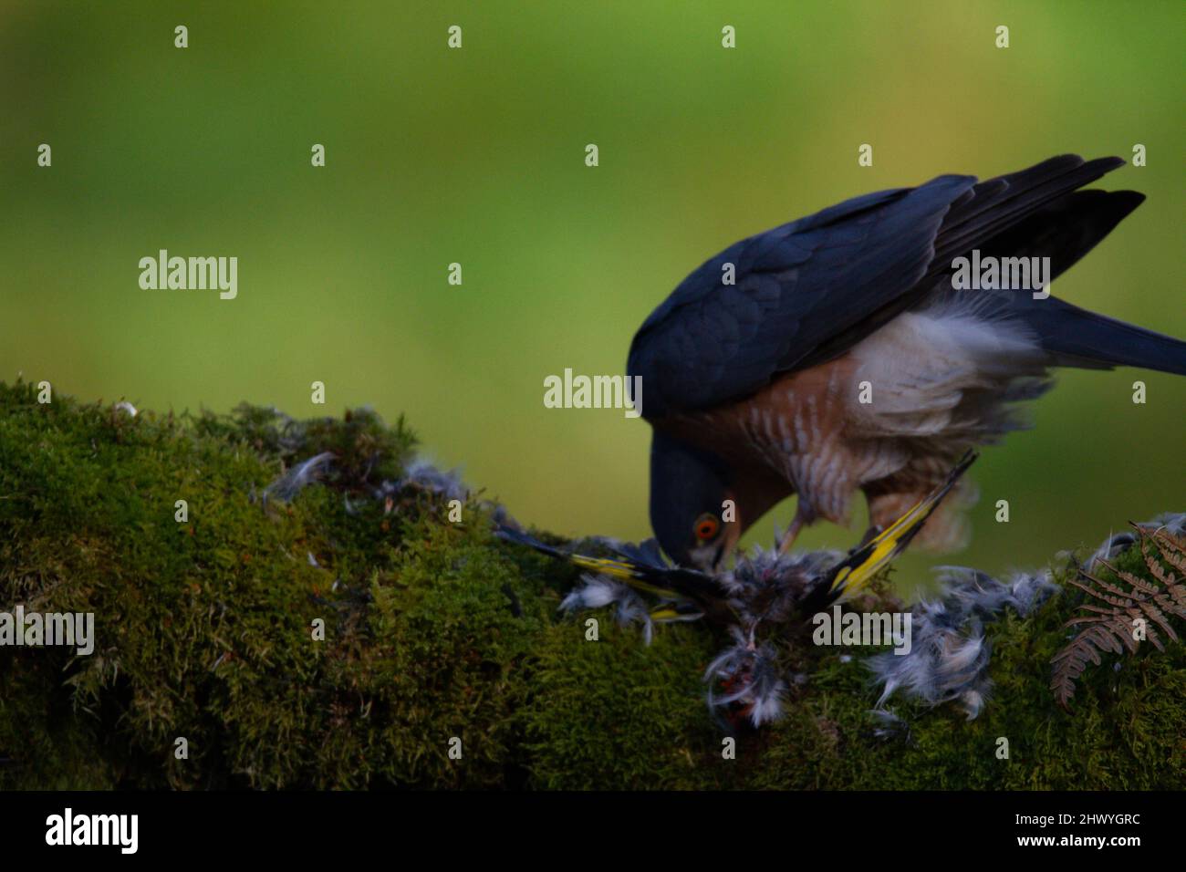 Bird of Prey - Sparrowhawk (Accipiter nisus), also known as the ...