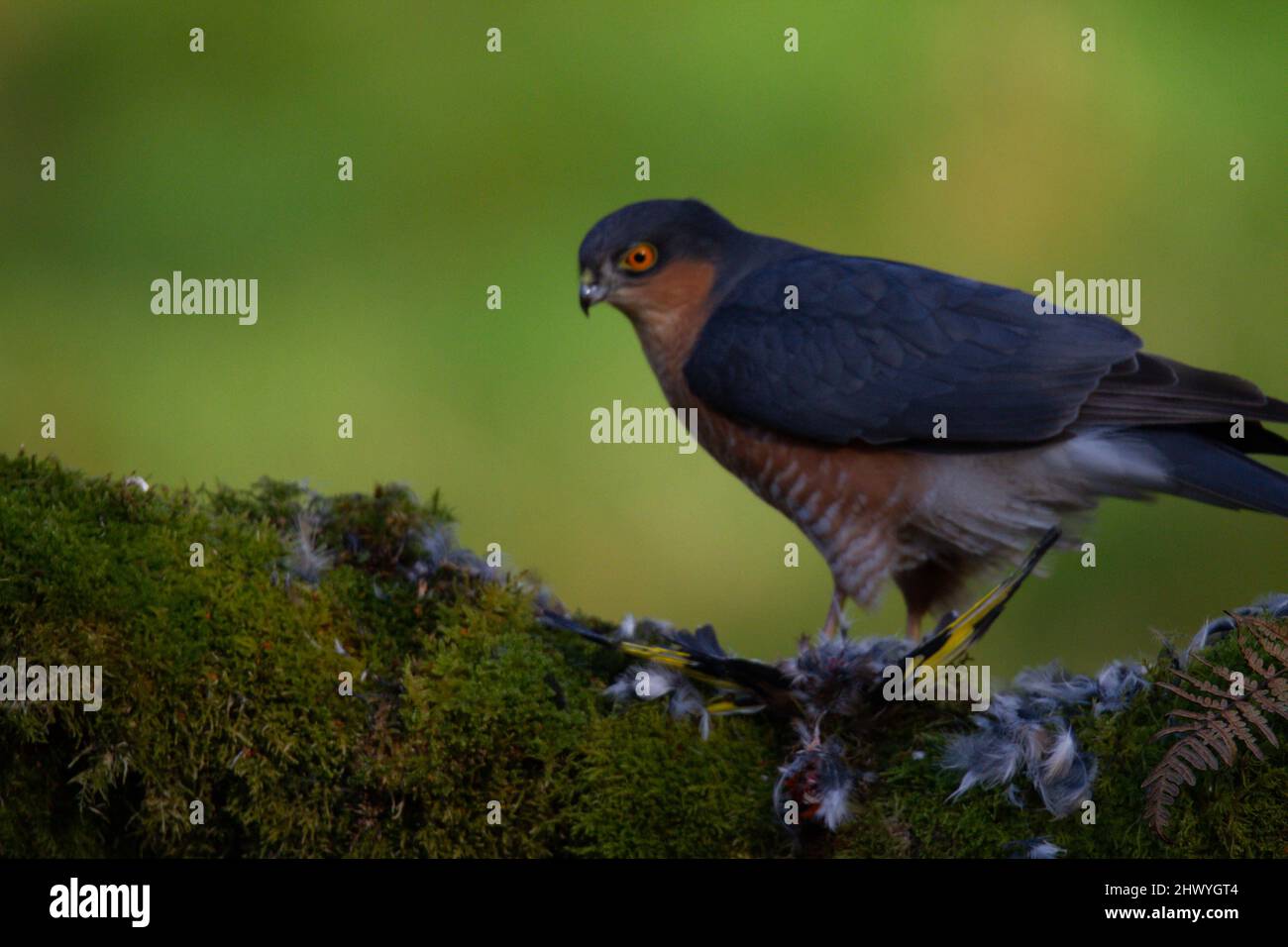 Bird of Prey - Sparrowhawk (Accipiter nisus), also known as the ...