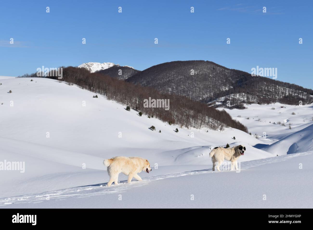 Winter hiking day on Zelengora mountain, Bosnia, Part 3 Stock Photo - Alamy
