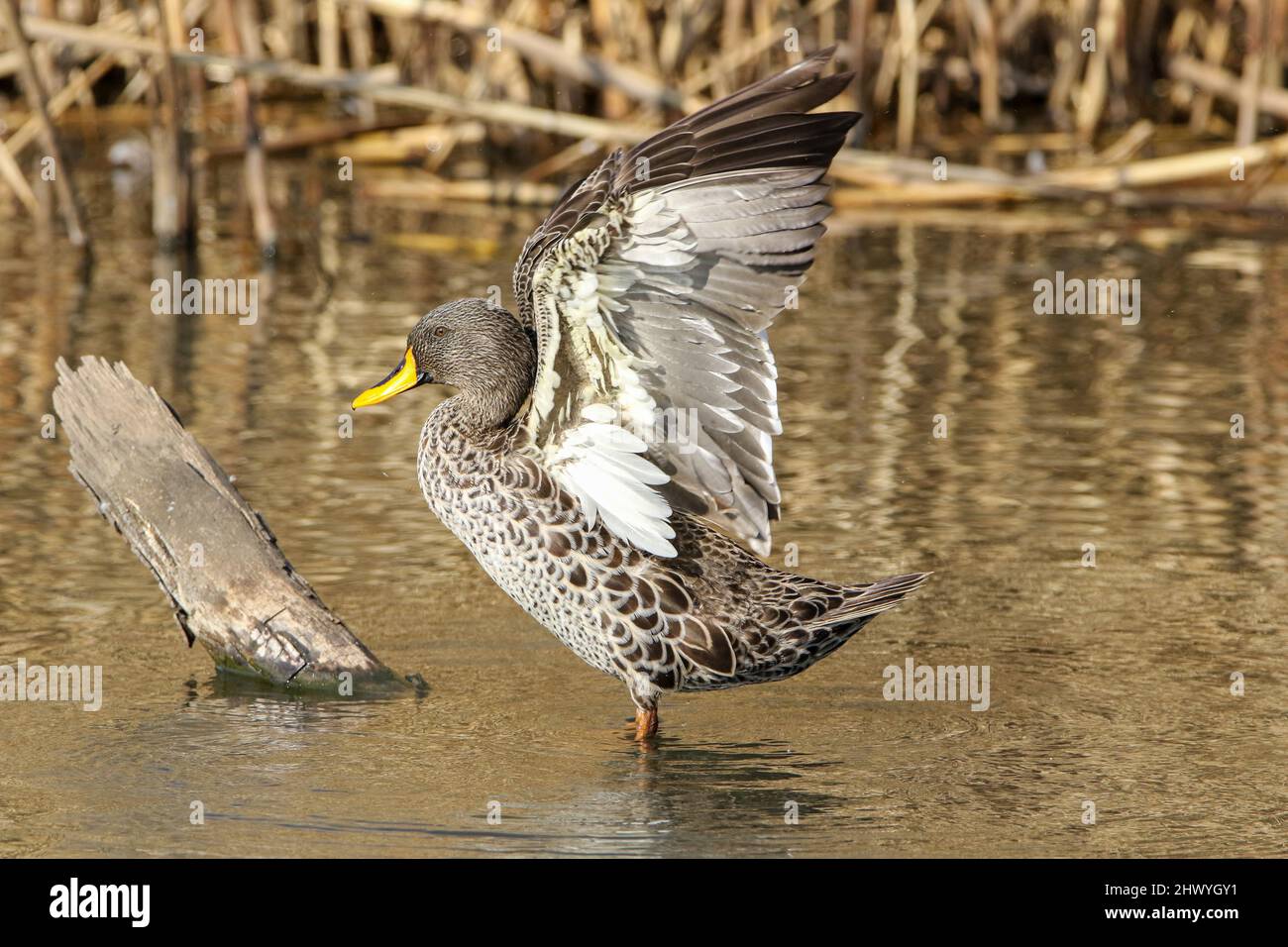 Yellow-billed Duck, Kruger National Park Stock Photo - Alamy