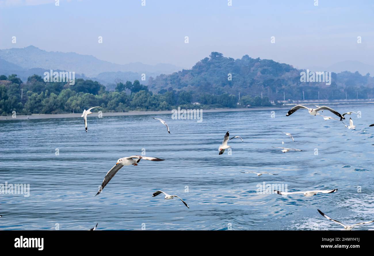 Seagulls flying high with widespread wings towards light against a blue ...
