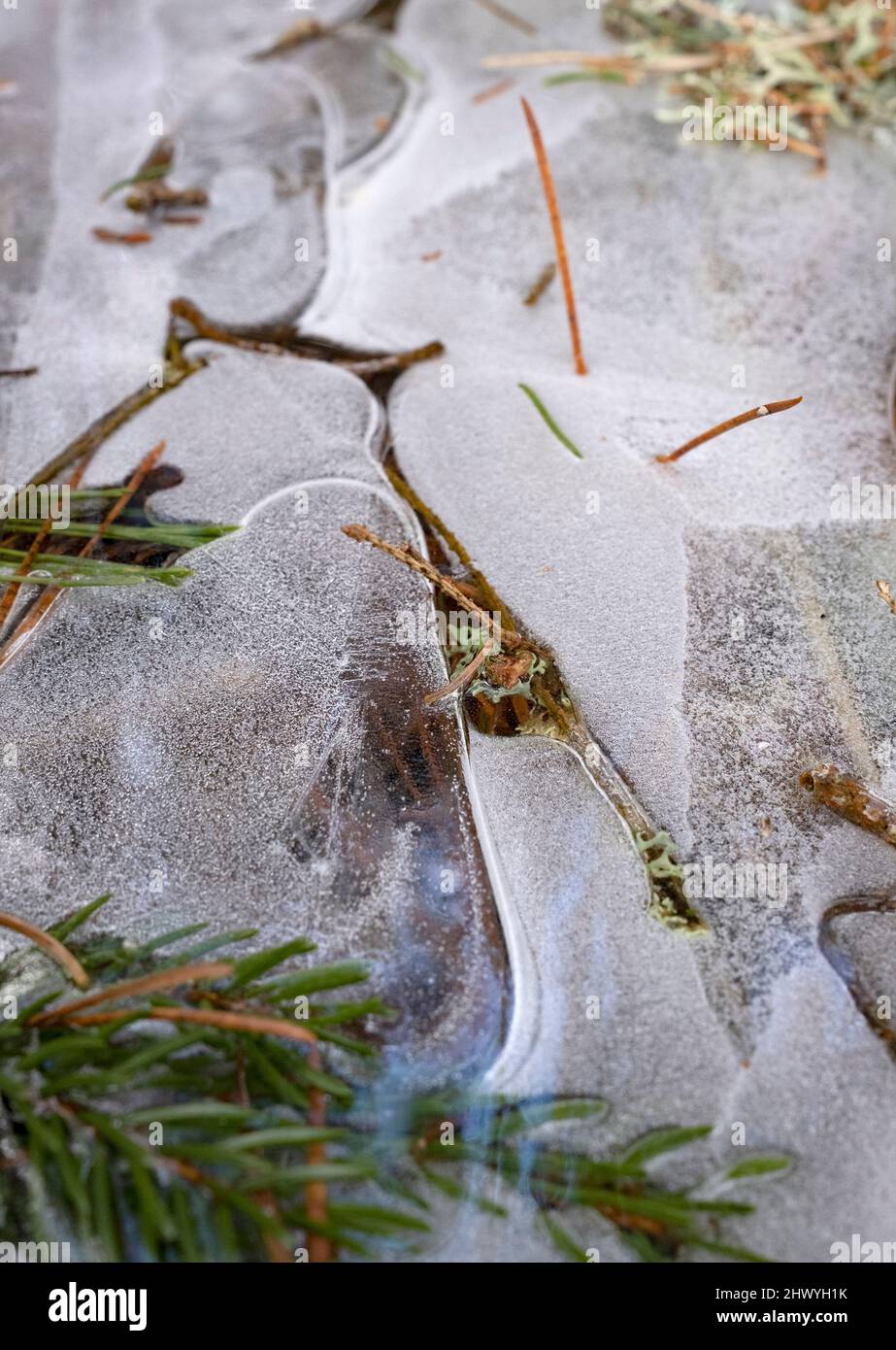 Layers of the ice surfaces in swamp waters, Kemeri National Park ...