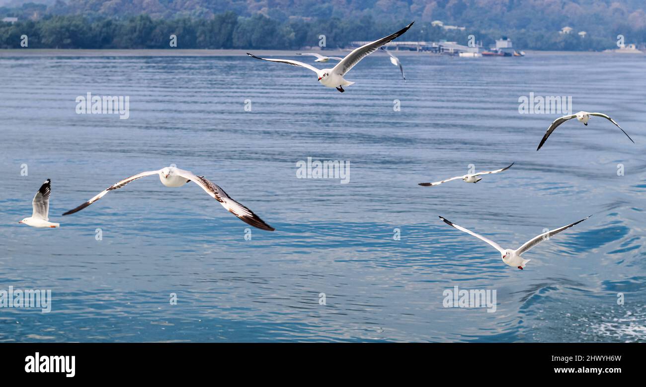 Seagulls flying high with widespread wings towards light against a blue ...
