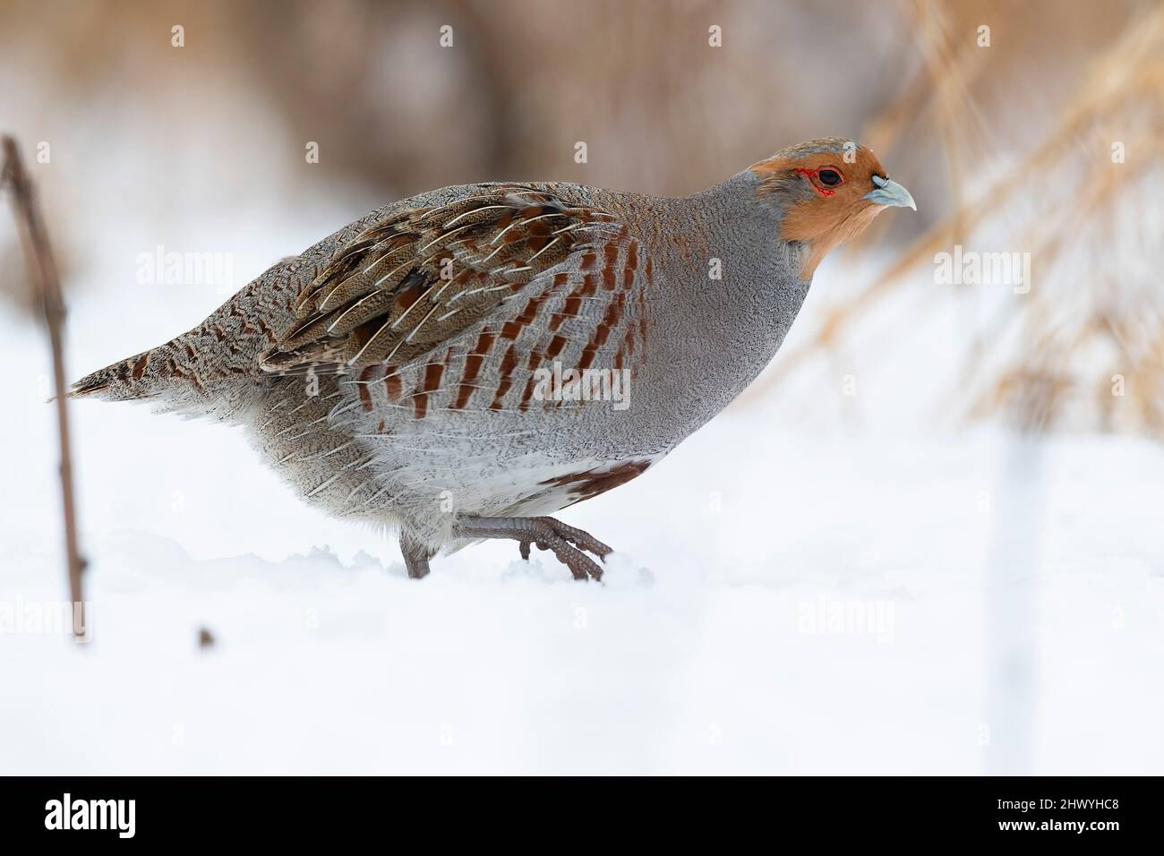 A Hungarian Partridge during the winter in North Dakota Stock Photo - Alamy