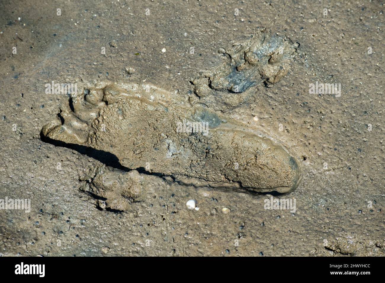 Human footprint in the Wadden Sea Stock Photo - Alamy