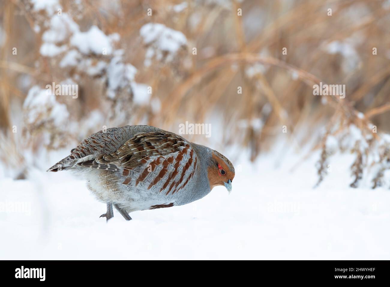 A Hungarian Partridge during the winter in North Dakota Stock Photo - Alamy