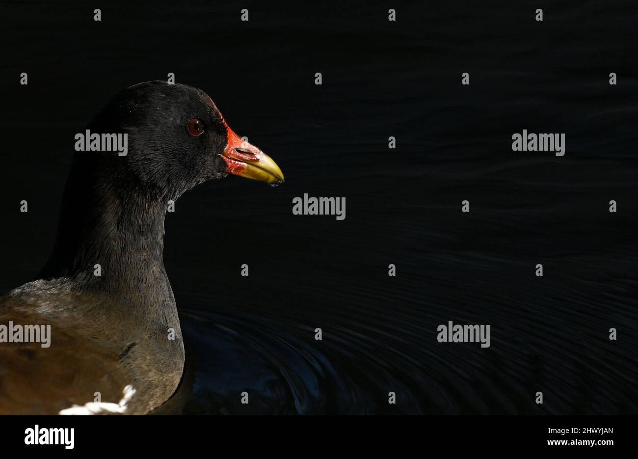 08 March 2022, Hessen, Frankfurt/Main: The beak of a coot shines on the ...