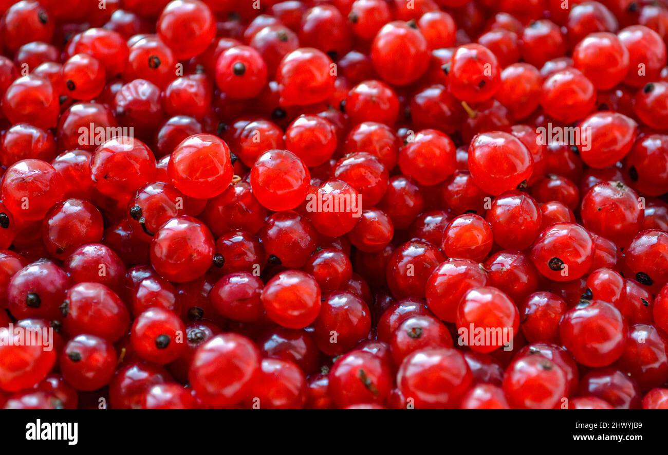 Set branch red berries hi-res stock photography and images - Alamy
