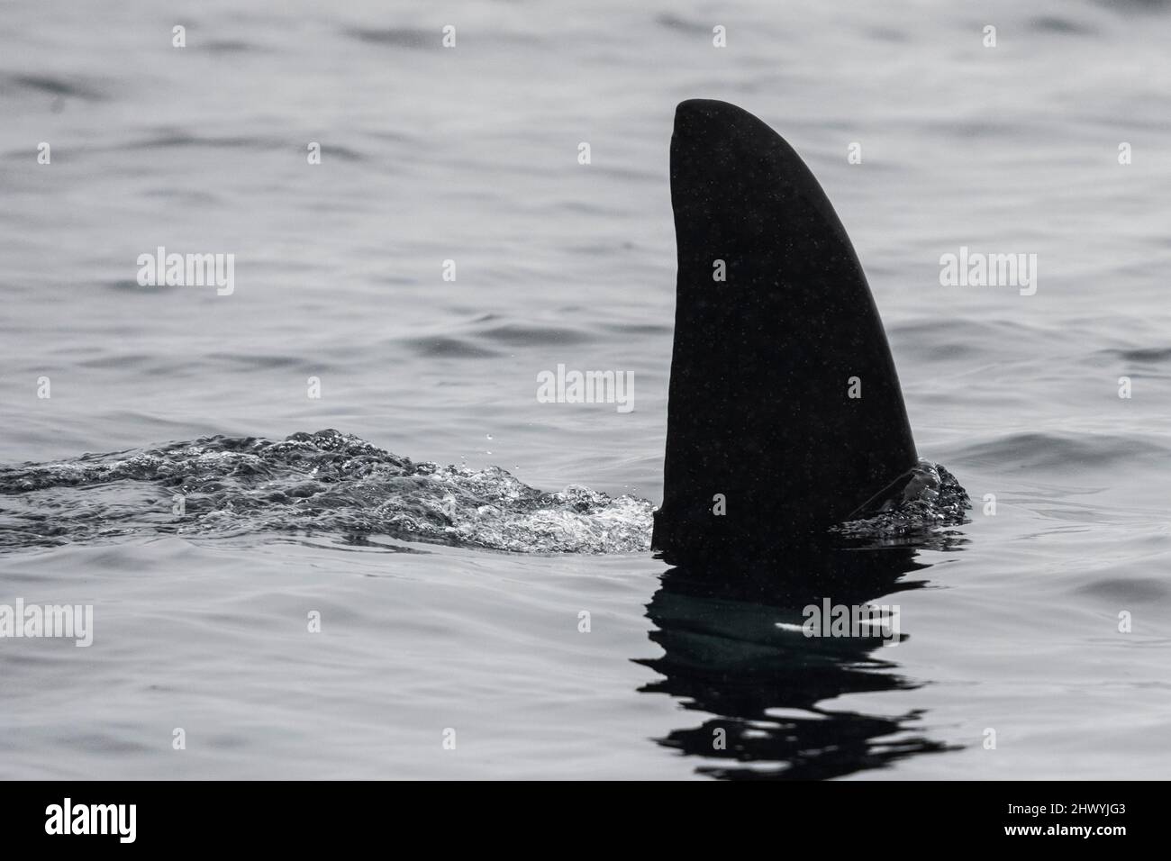 Dorasal Fin of an Orca Killer Whale breaching the ocean surface in the ...