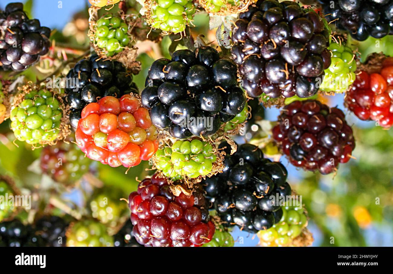 Raspberry tree garden hi-res stock photography and images - Alamy