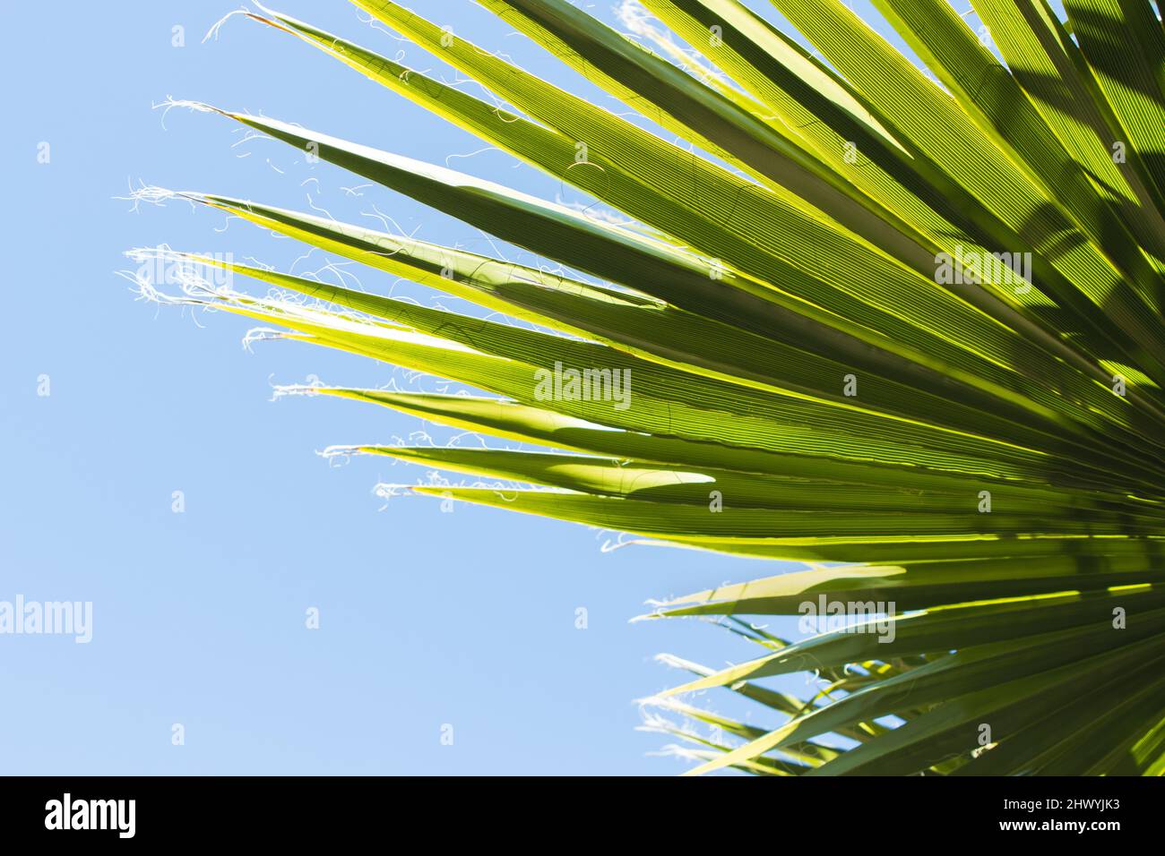Fan palm tree hi-res stock photography and images - Alamy