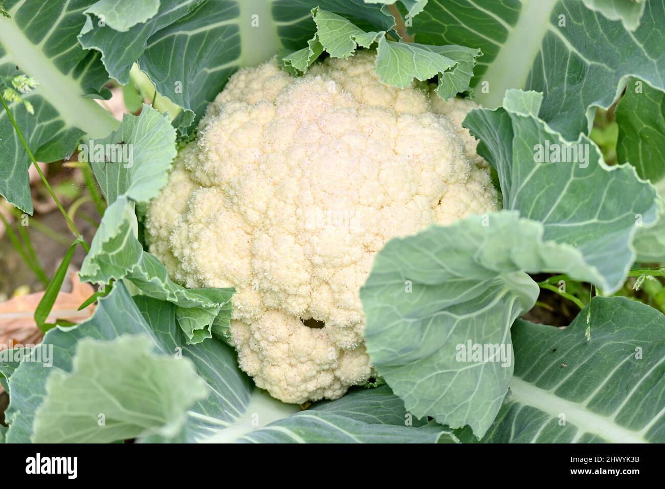 closeup the ripe white green cauliflower plant growing in the farm over out of focus green ...