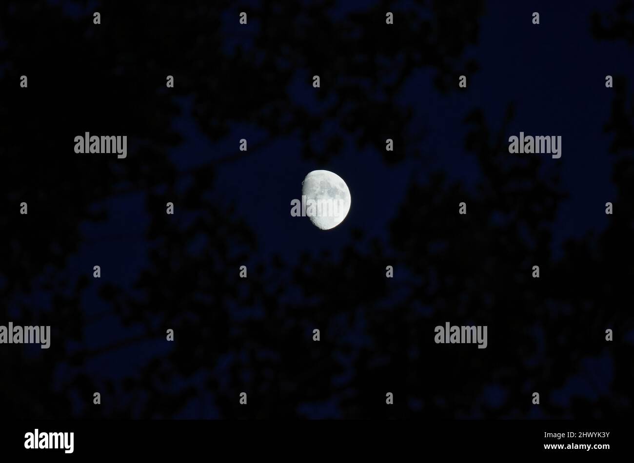 View of moon through tree branches hi-res stock photography and images ...