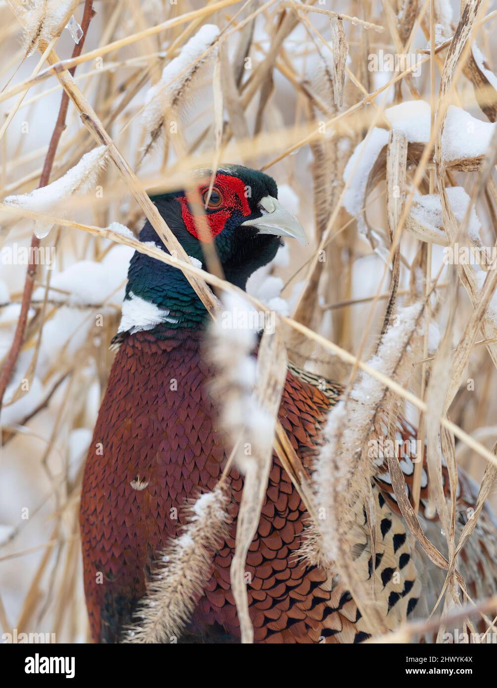 A rooster pheasant during the winter in South Dakota Stock Photo - Alamy