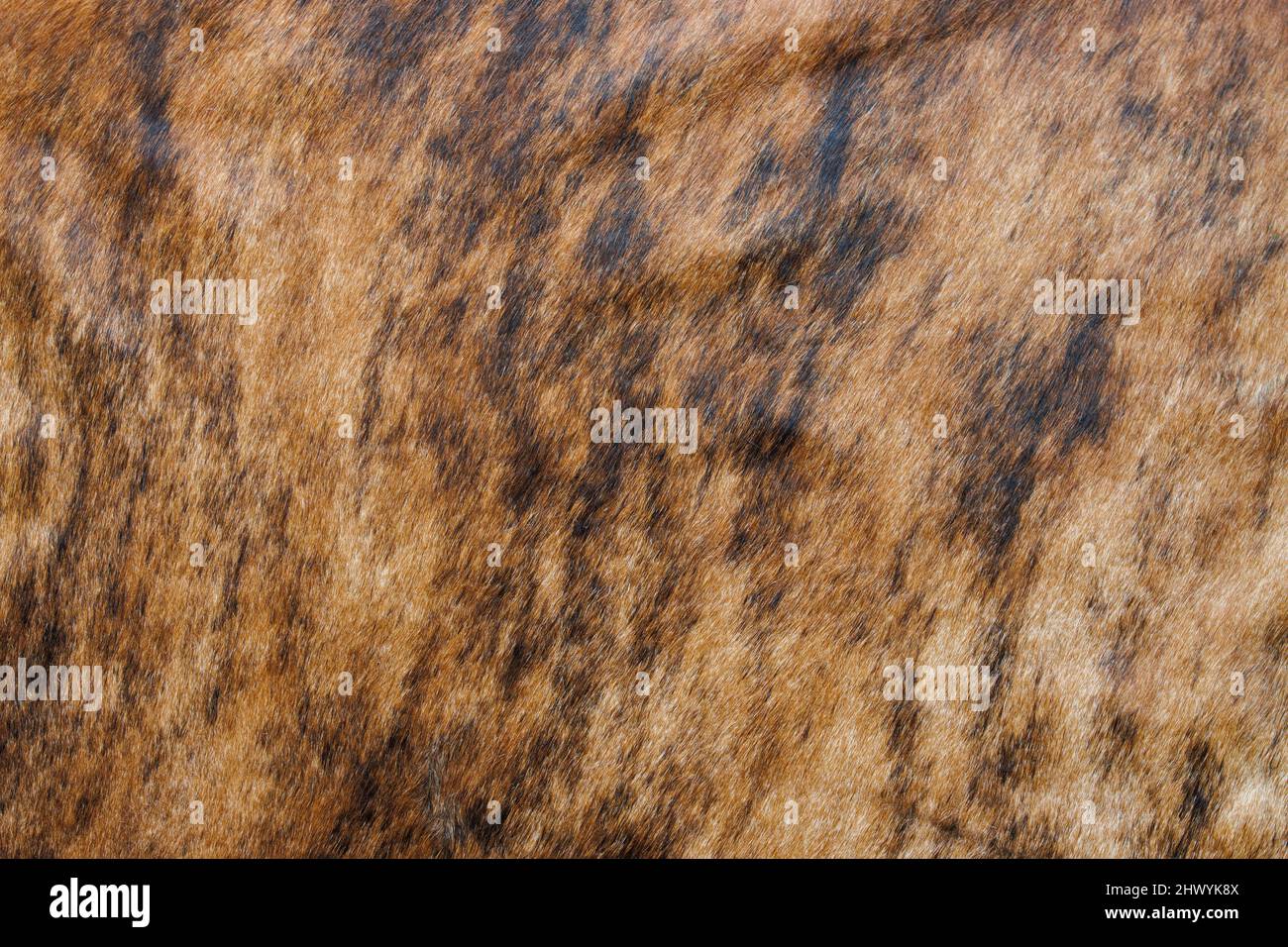 Close up of cow hide Stock Photo - Alamy