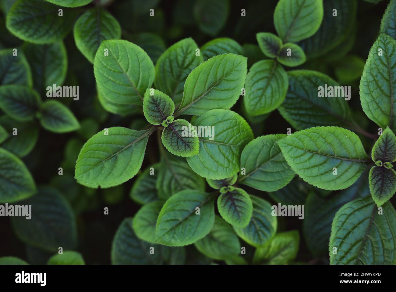 Green grass background. Natural texture of plants close-up. Ecology ...