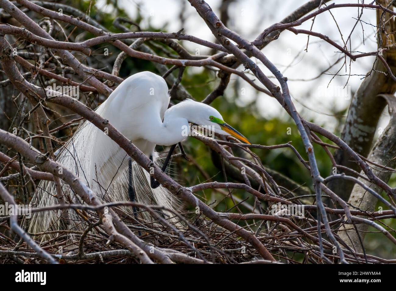 Nesting great white egret with breeding plumage at the Wading Bird ...