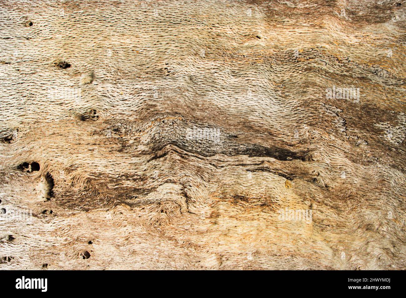 Termite wood texture hi-res stock photography and images - Alamy