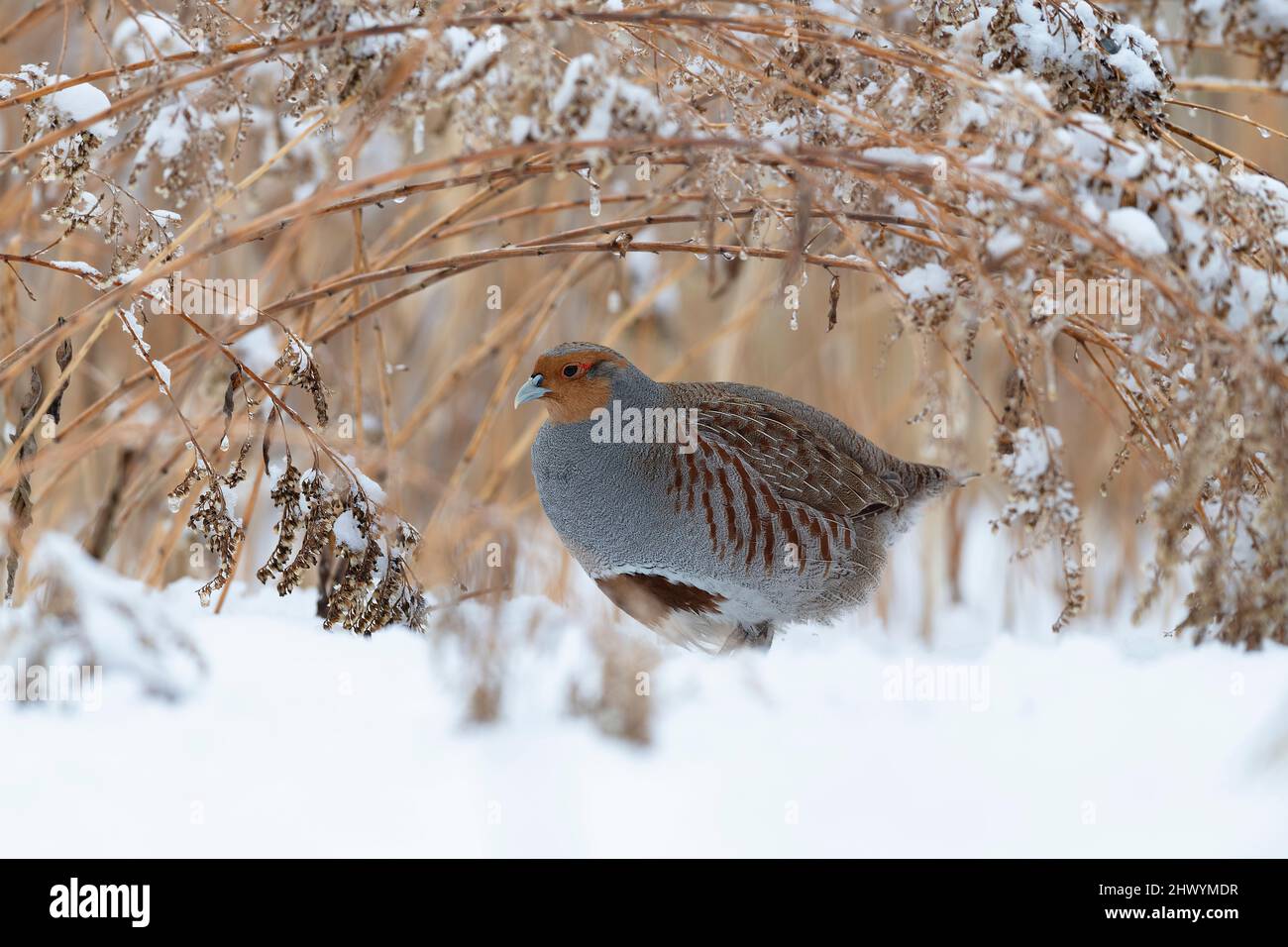 A Hungarian Partridge during the winter in North Dakota Stock Photo - Alamy
